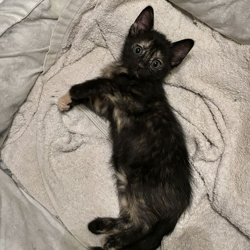 Котята в добрые руки 1 месяц