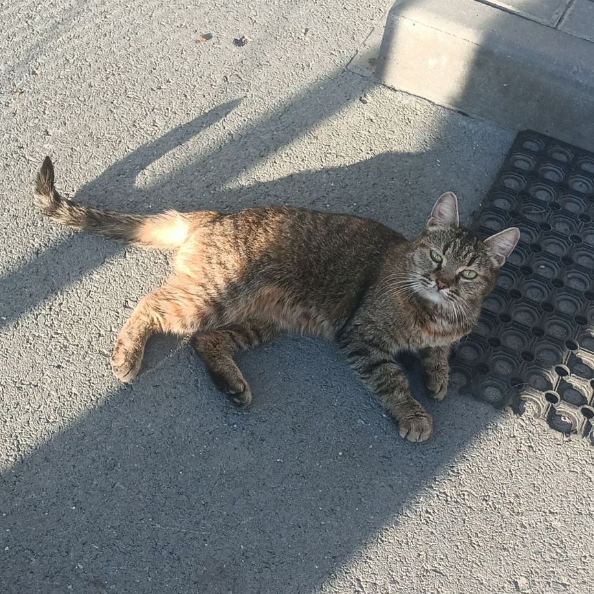 Кошечка