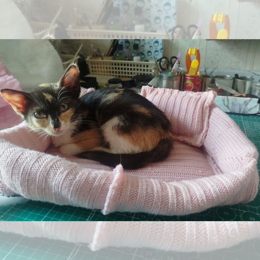 Котёнок в добрые руки