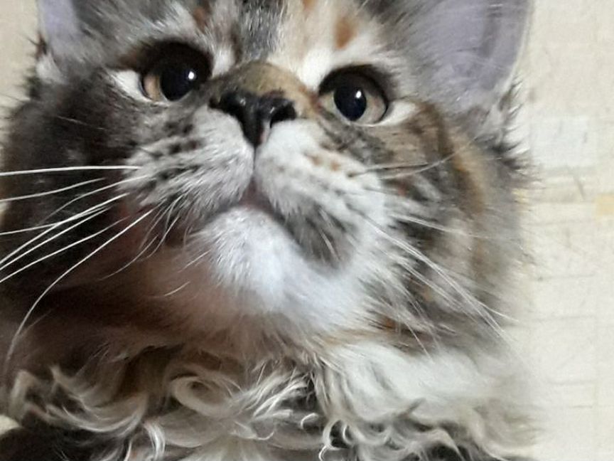 Котята мейн-кун