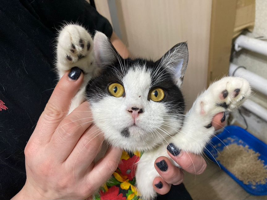 Кошка стерилизованная в добрые руки