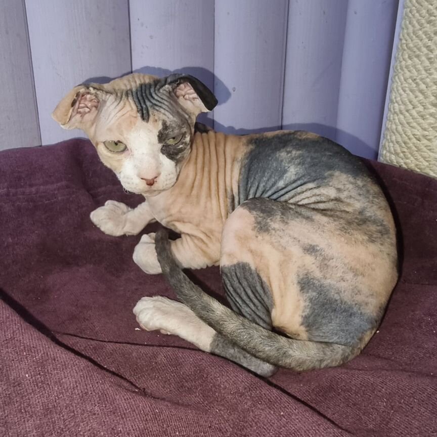 Украинский левкой