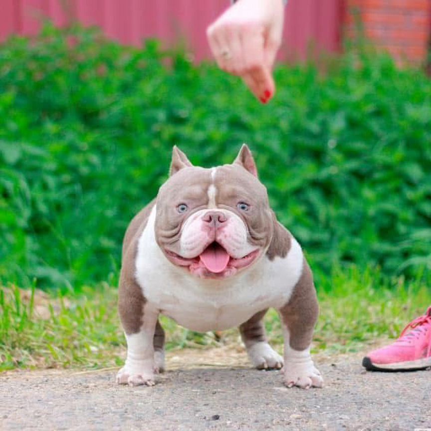 American bully/вязка/микроэкзот