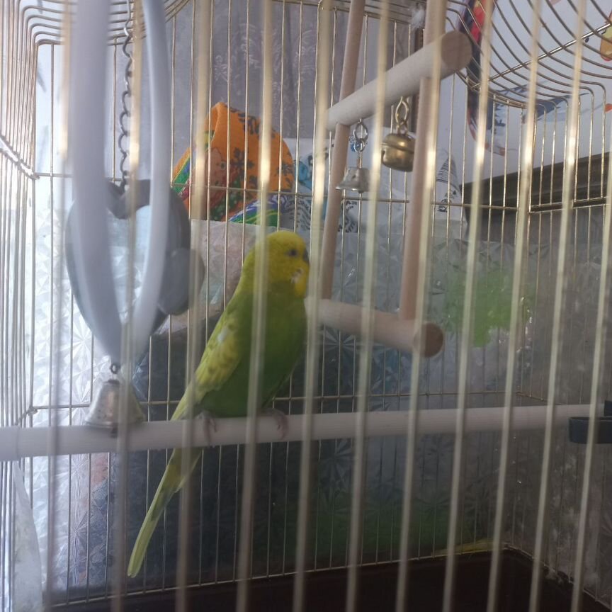 Волнистый попугай с клеткой