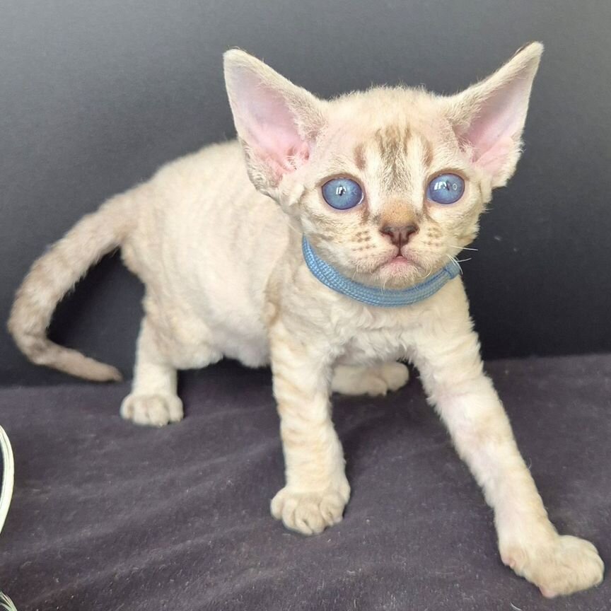 Девон-рекс котёнок