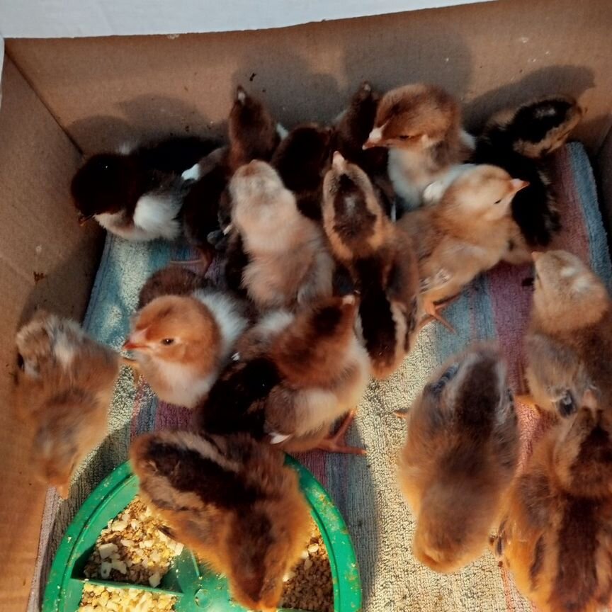 Цыплята суточные