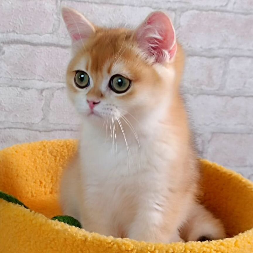 Британец мальчик золотая шиншилла