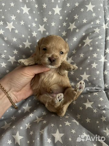 Мальтипу ф1 микро мальчик яркий карамель