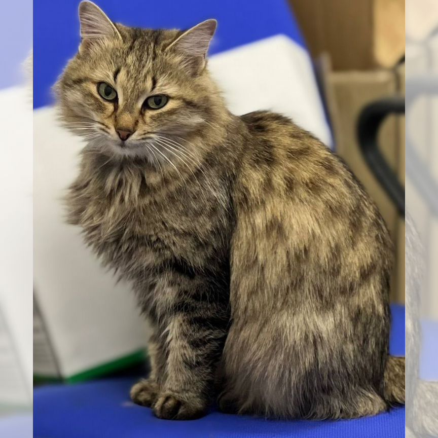 Взрослая кошка в добрые руки