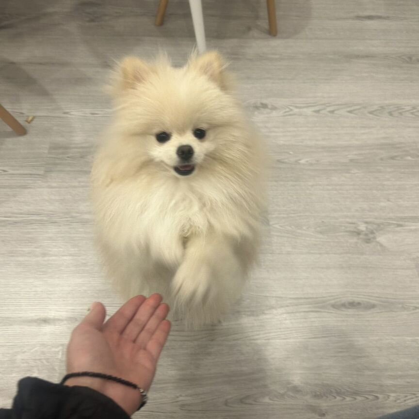 Померанский шпиц медвежьего типа