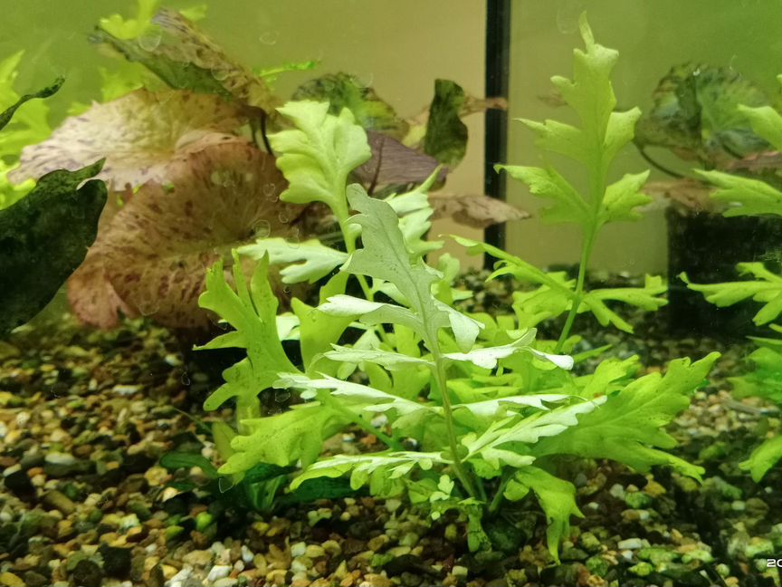 Папоротник крыловидный