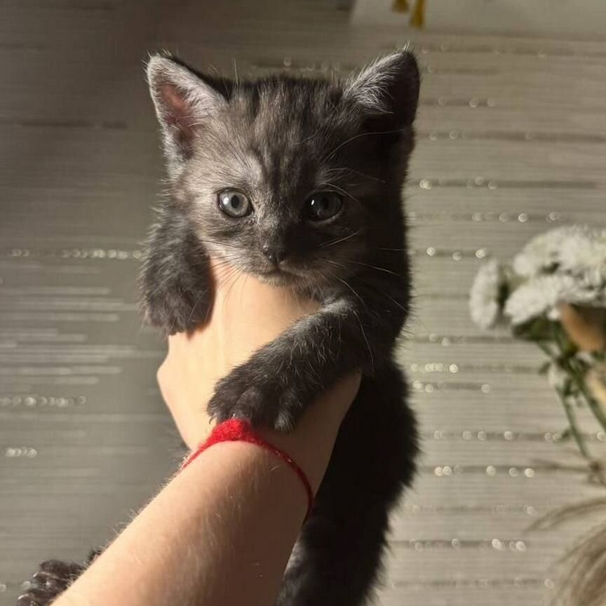 Котята британцы