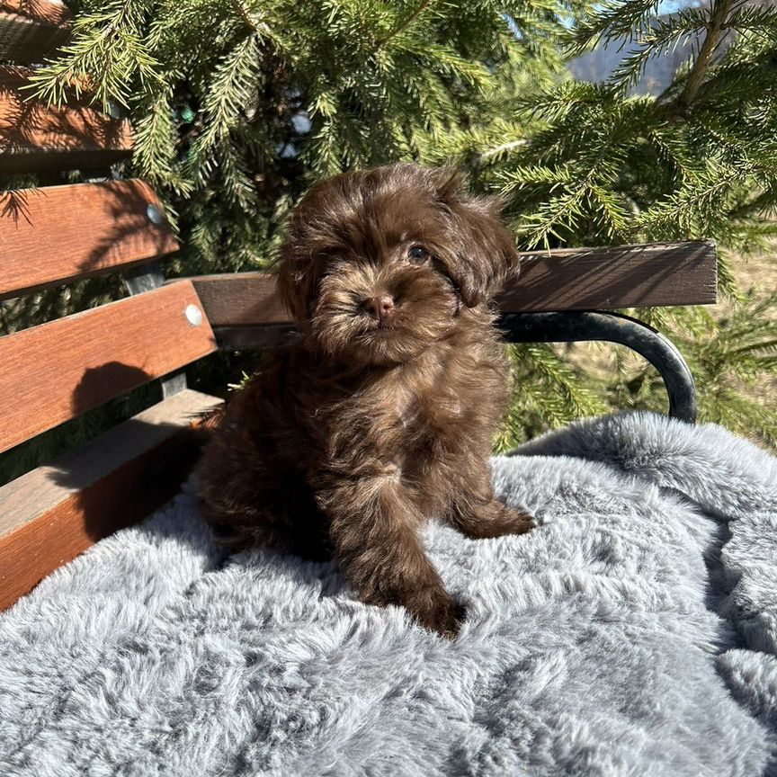 Мальтипу шоколадная Буся