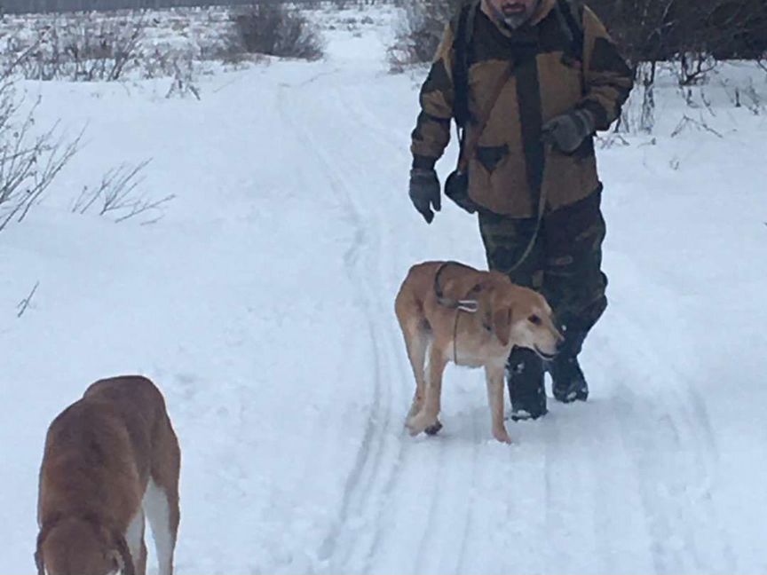 Продаю русскую гончую