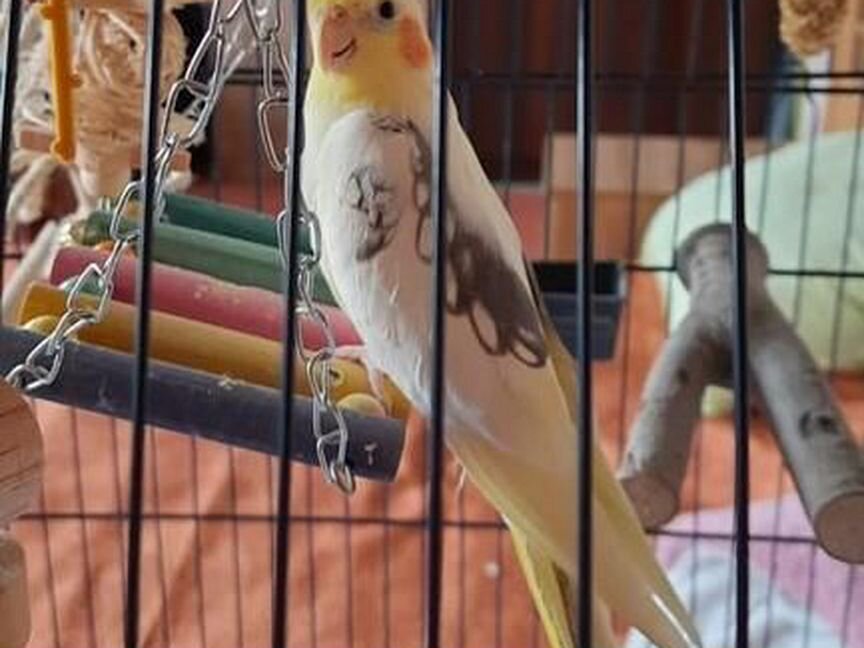 Попугай корелла с клеткой