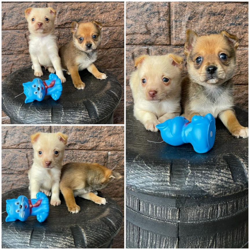 Той-терьер щенки