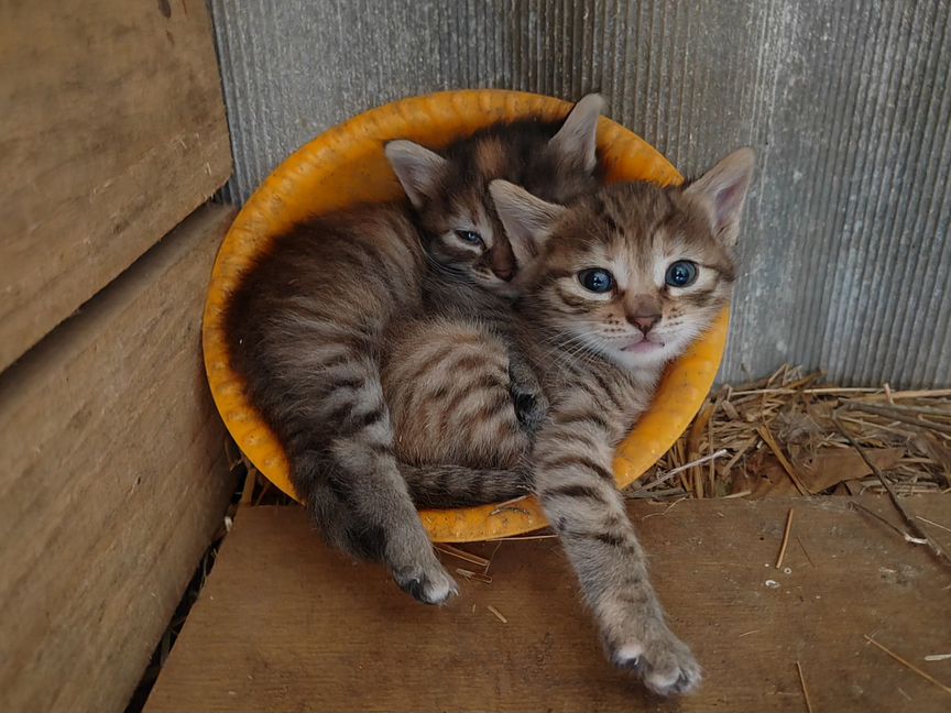 Кошки