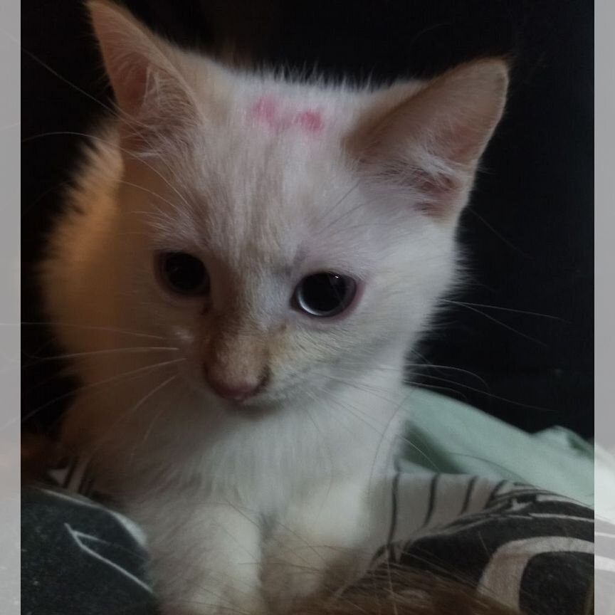 Сиамский котёнок