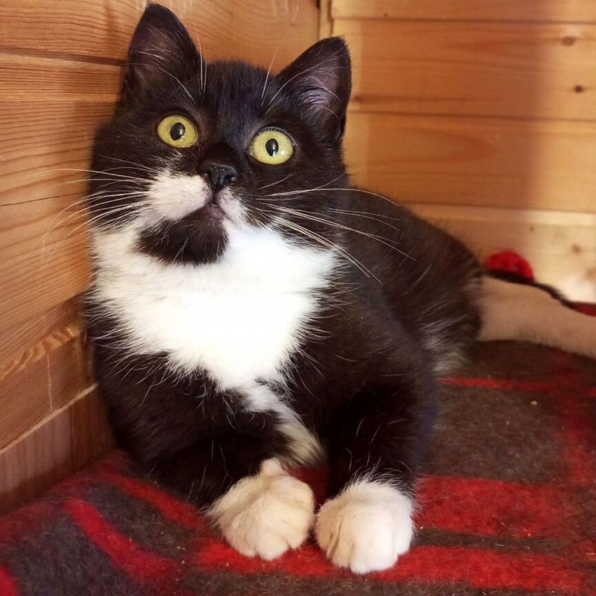 Котёнок в добрые руки