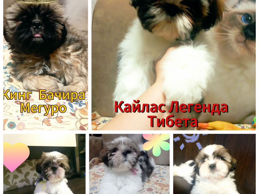 Малыши ши-тцу