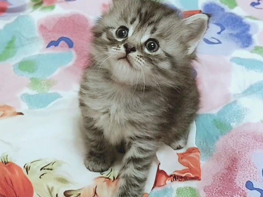 Сибирские котята