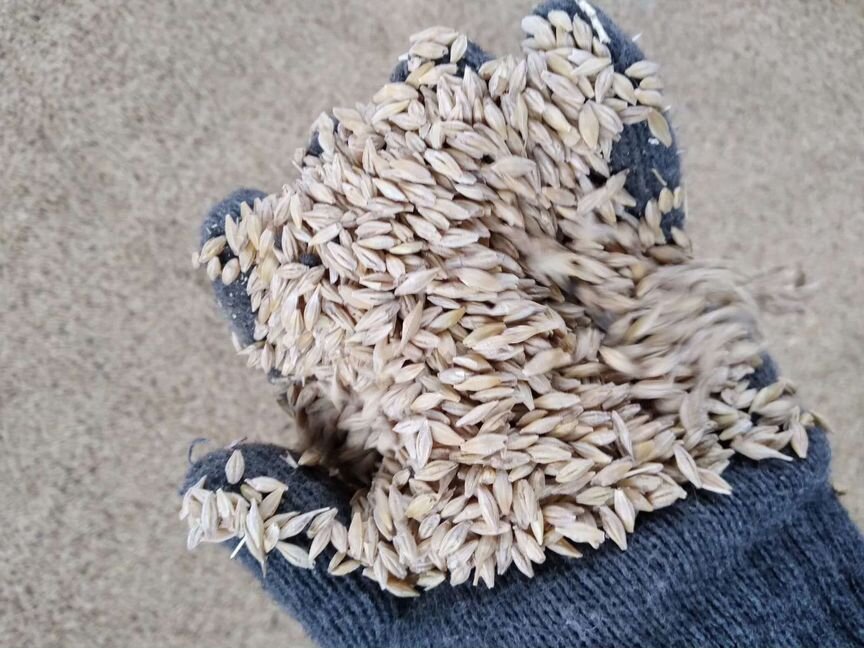 Зерно пшеница ячмень горох овес