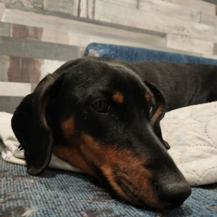 Такса стандартная