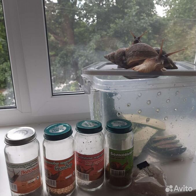 Улитки ахатины большие