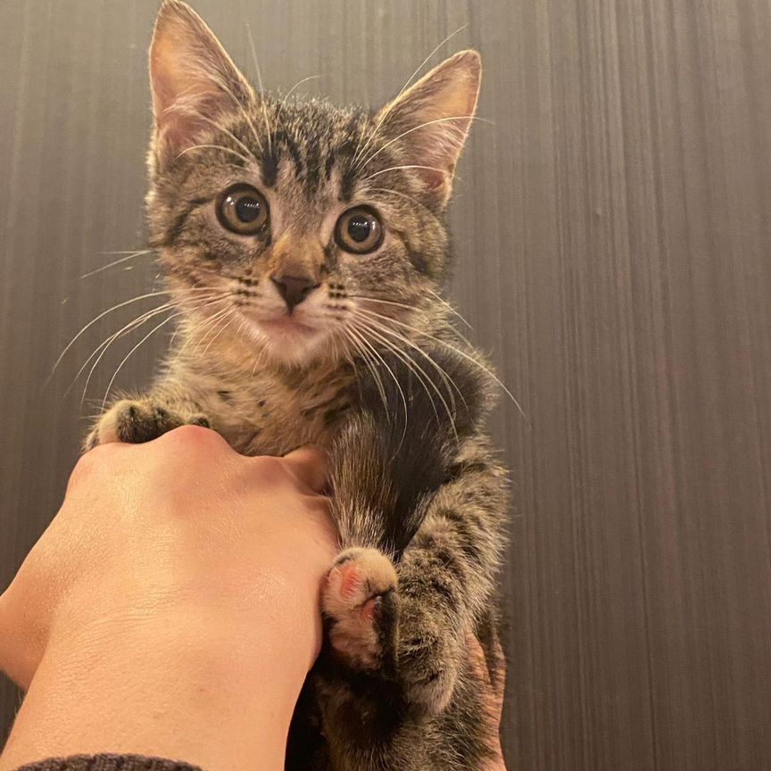 Полосатое, хвостатое, в добрые ручки