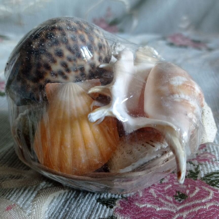 Морские ракушки