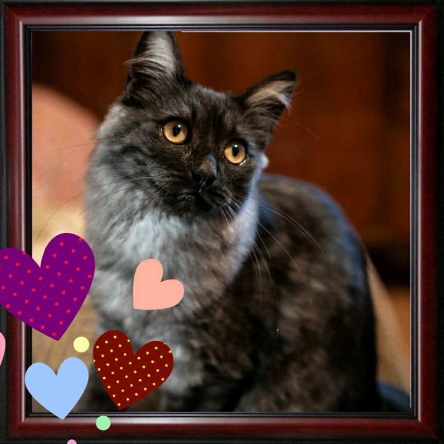 Симпатичный котенок нуждается в доме