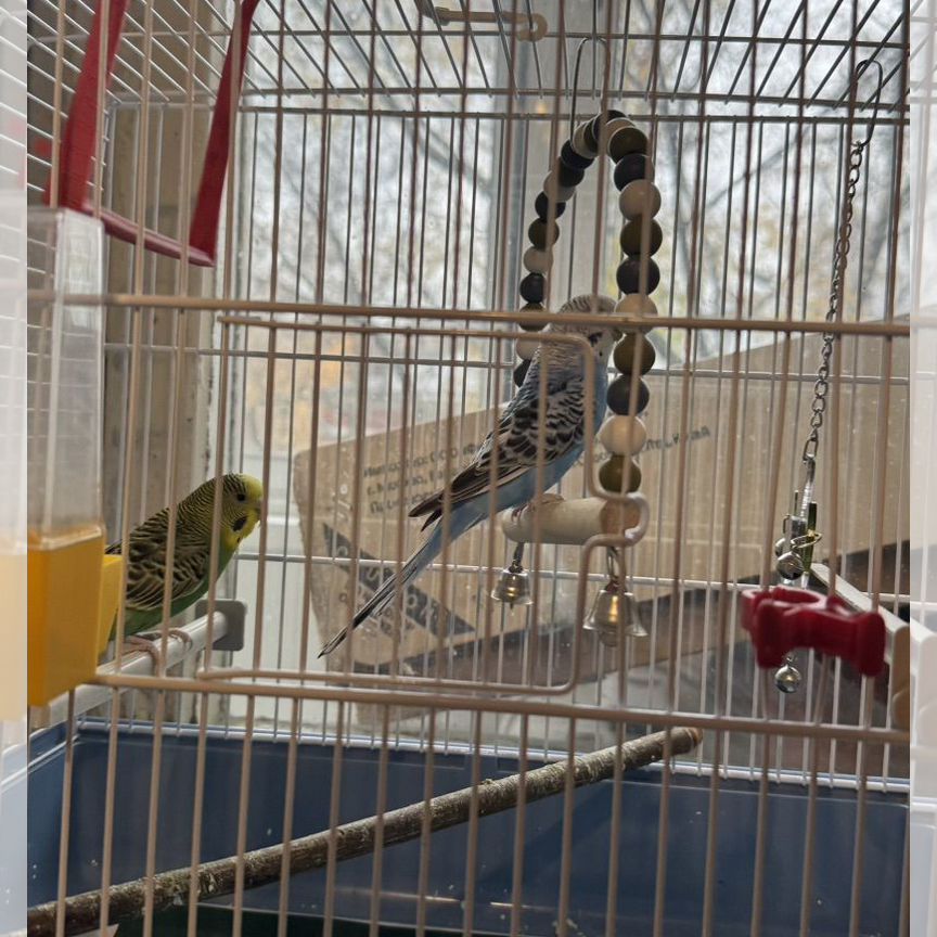 Попугай с клеткой