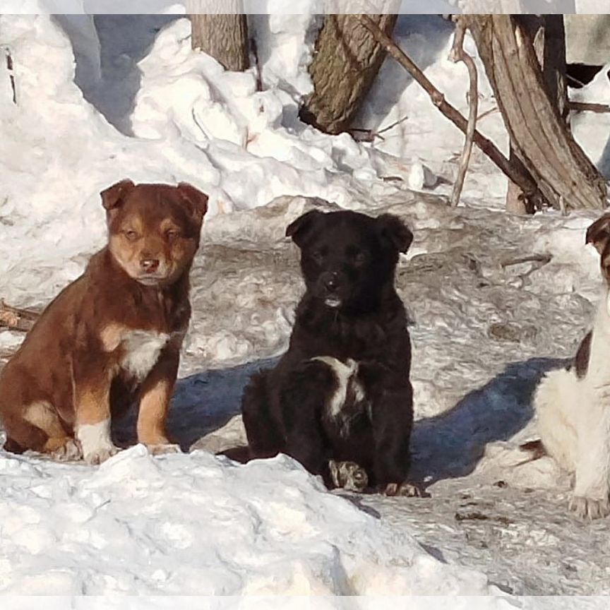 Щенки