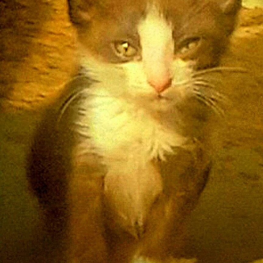 Котенок- мальчик