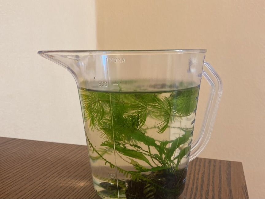 1 Креветка амано, blue dream и 12 улиток Хелена