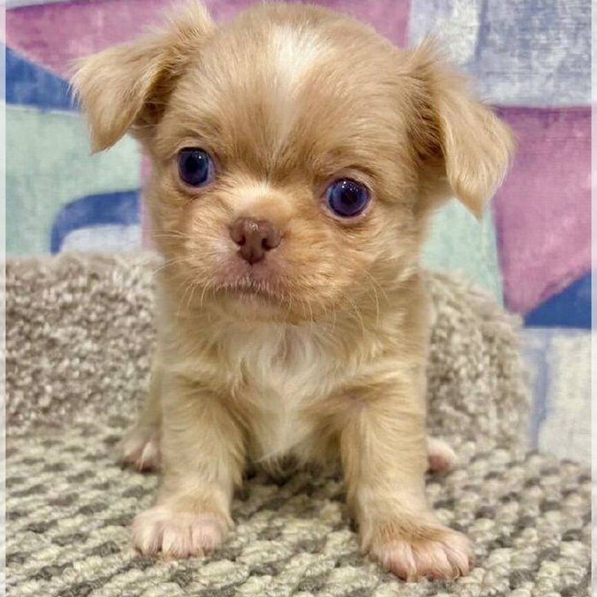 Чихуахуа, щенок