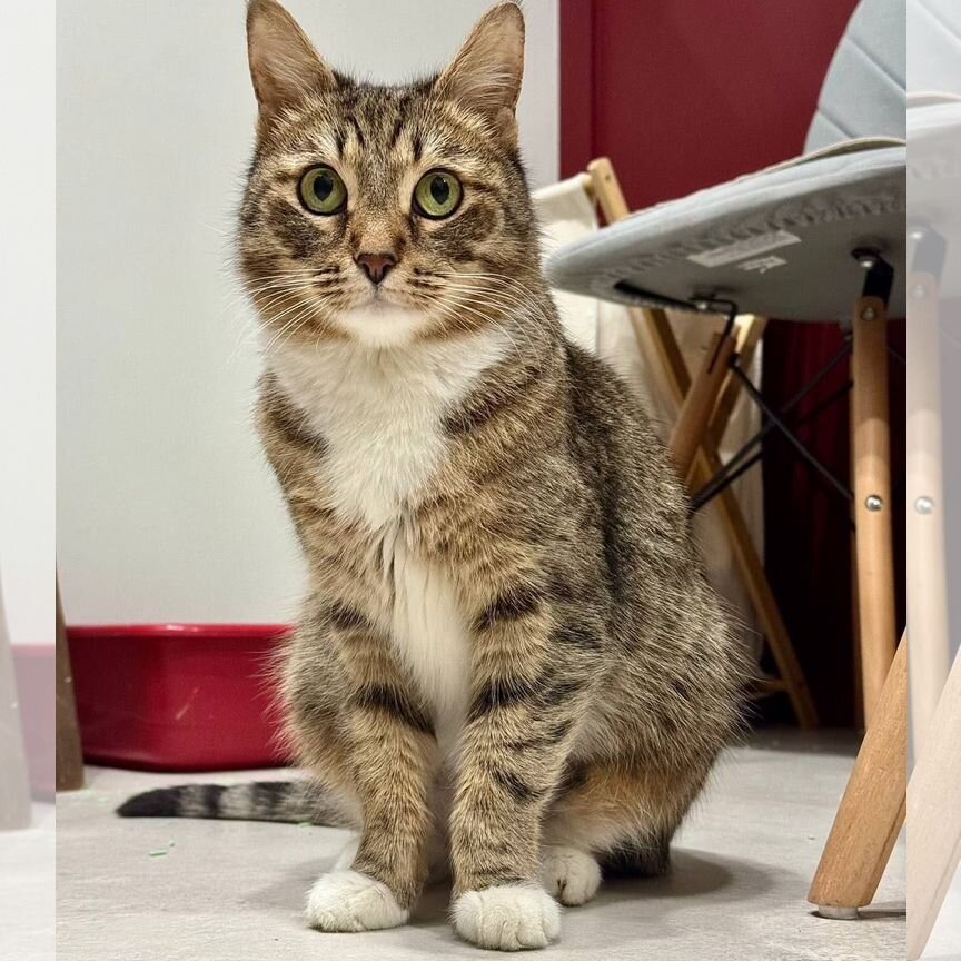 Взрослая, кошка в добрые руки