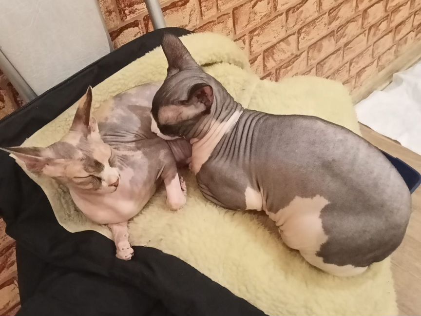 Канадский сфинкс кошка