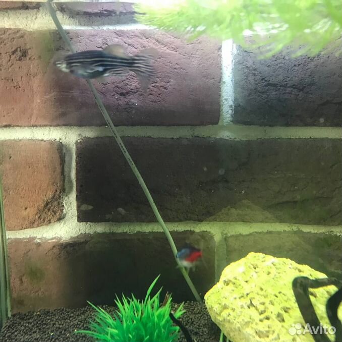 Креветки рыбки улитки