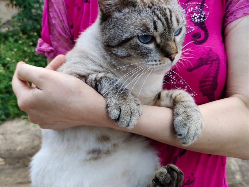 Кот в добрые руки бесплатно