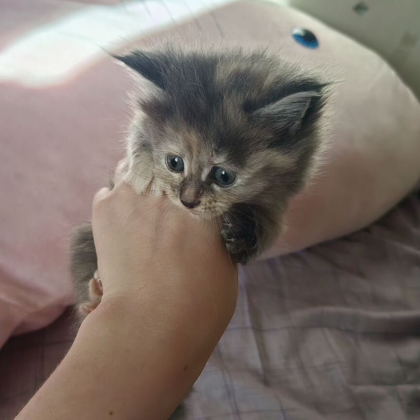 Отдам котят в добрые руки