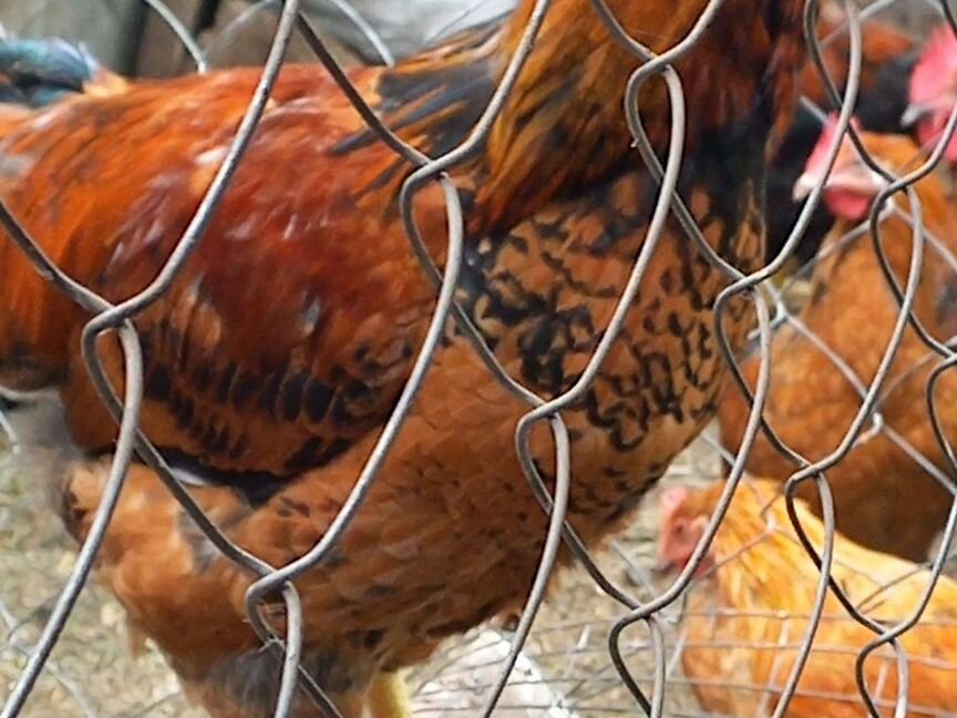 Кучинская юбилейная