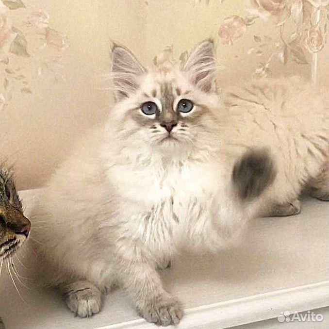 Невская маскарадная шикарный мальчик