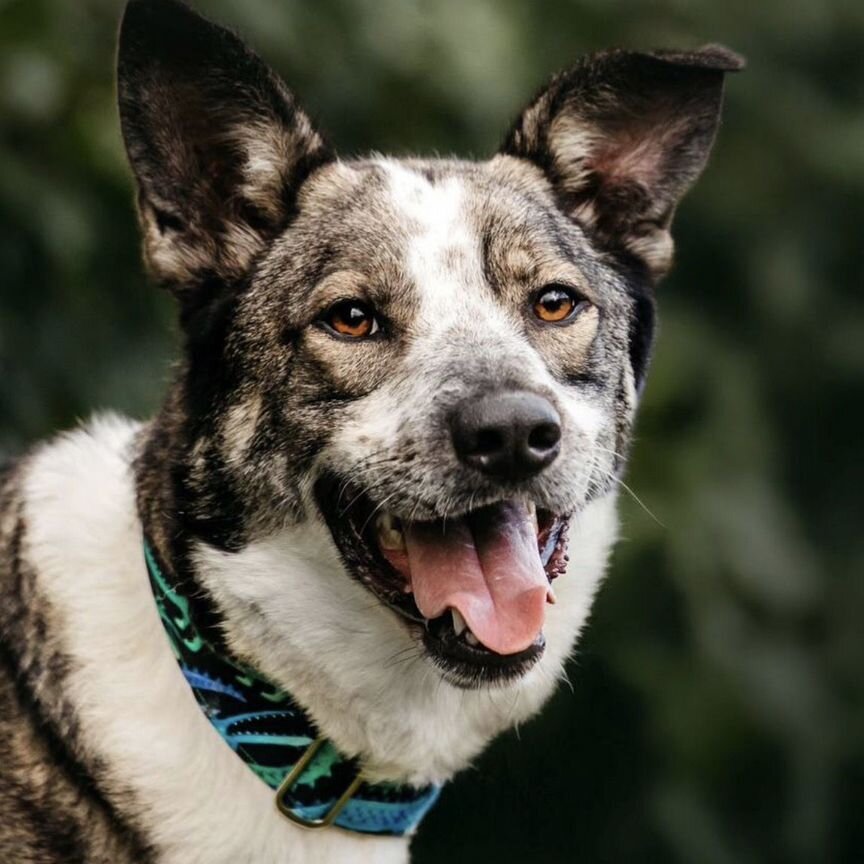 Взрослый пёс в добрые руки