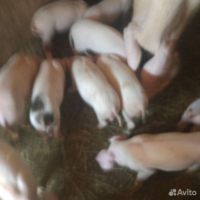 Поросята породы крупная белая с дюрком