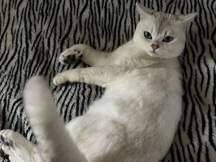 Кот для вязки серебристая шиншилла