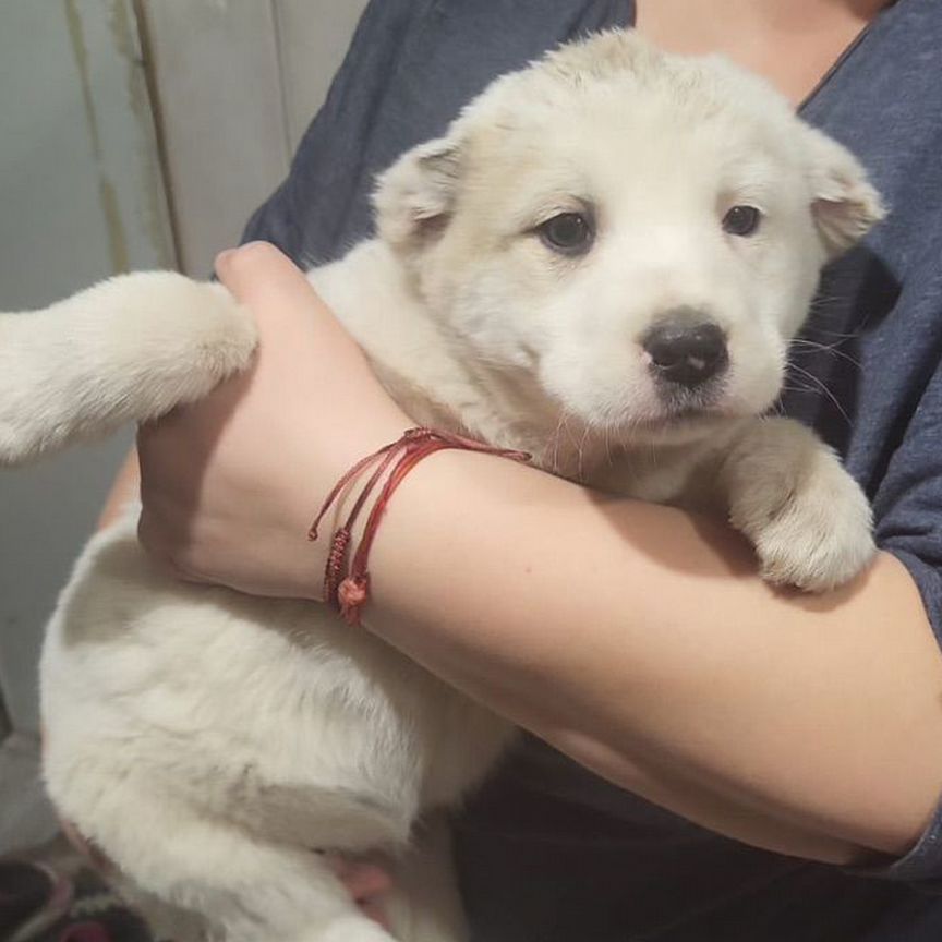 Продам щенят Алабаев