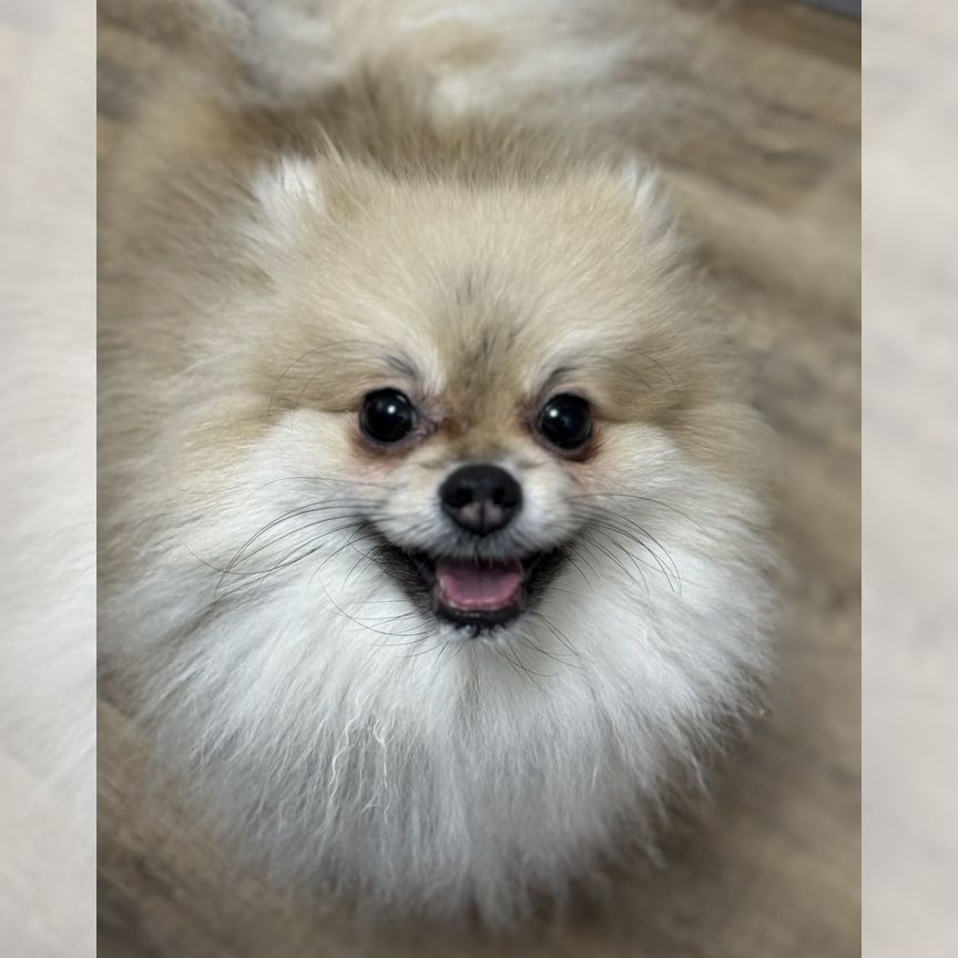 Померанский шпиц, взрослый пёс