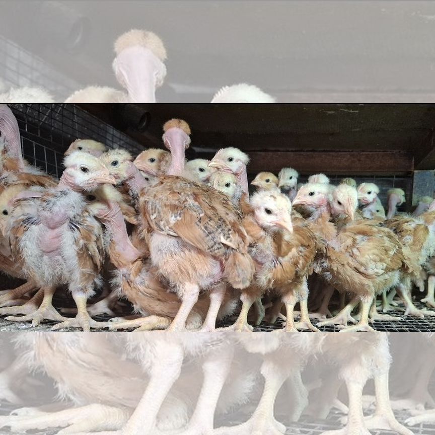 Цыплята голошейка Венгрия