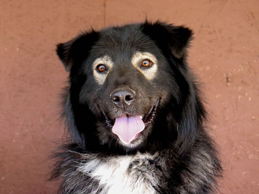Метис кавказца в дар